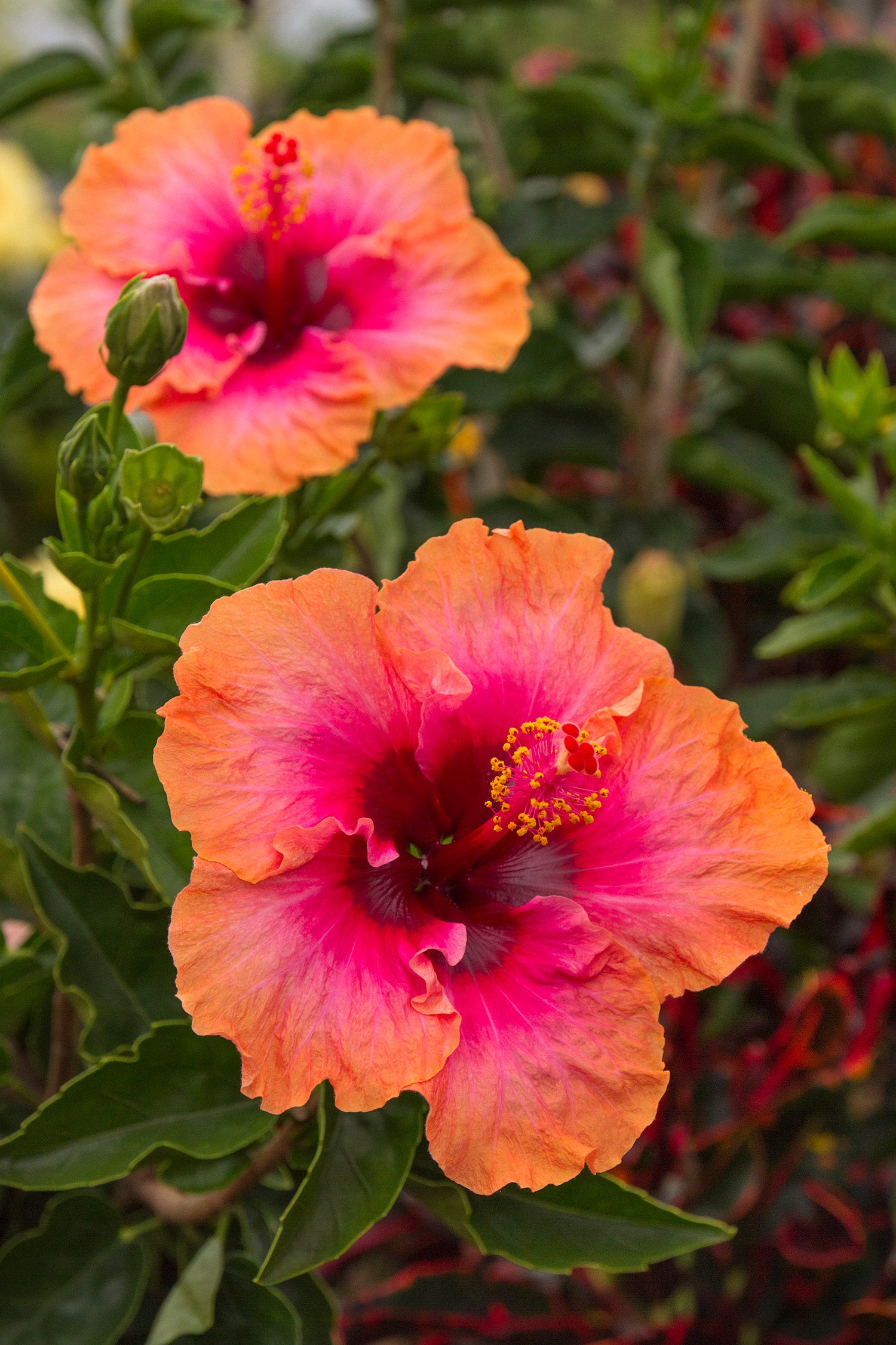 Hibiscus - Erin Rachel - Monrovia | Sweet Peas Garden Shop